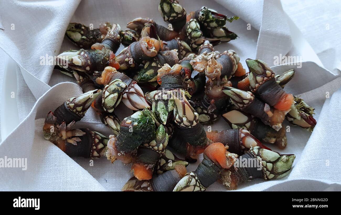 Plate of cooked Galician barnacles Stock Photo - Alamy