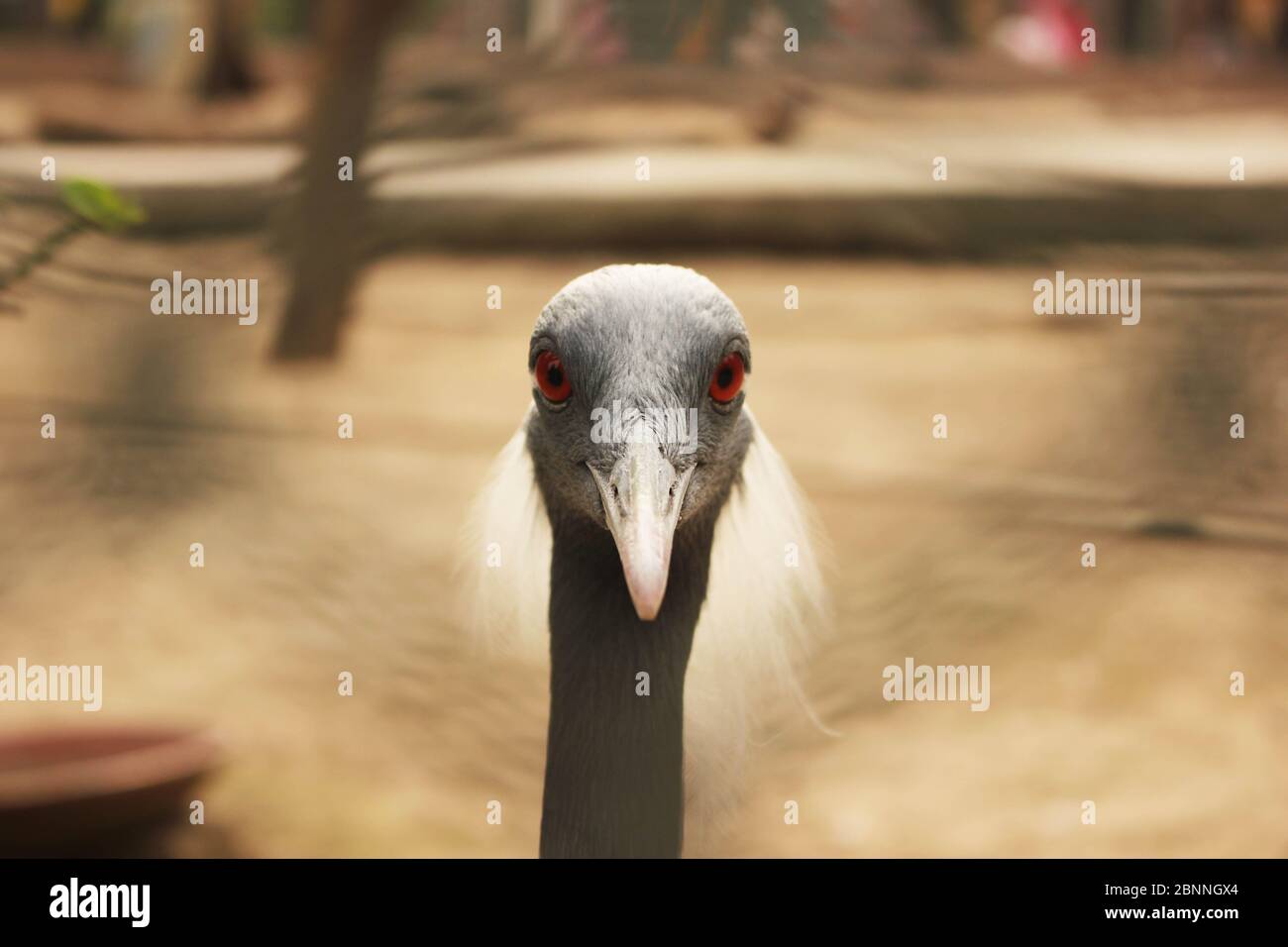 Beautiful Bird With Red Eyes Stock Photo - Alamy