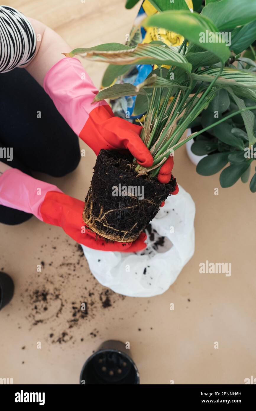 Girl replanting plants at home on the floor in rubber gardening gloves ...