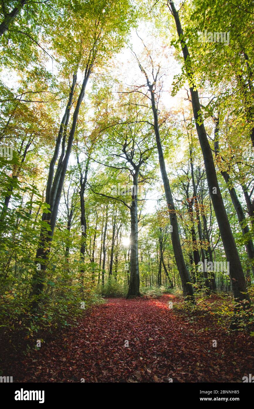 Germany, Saxony, Chemnitz, forest path, trees, sun rays Stock Photo - Alamy
