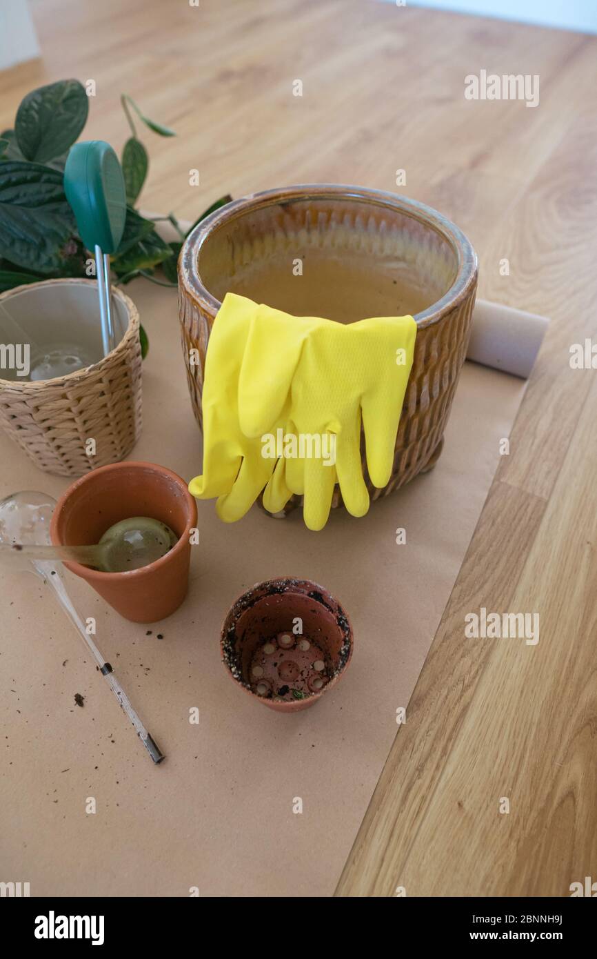 Girl replanting plants at home on the floor in rubber gardening gloves ...