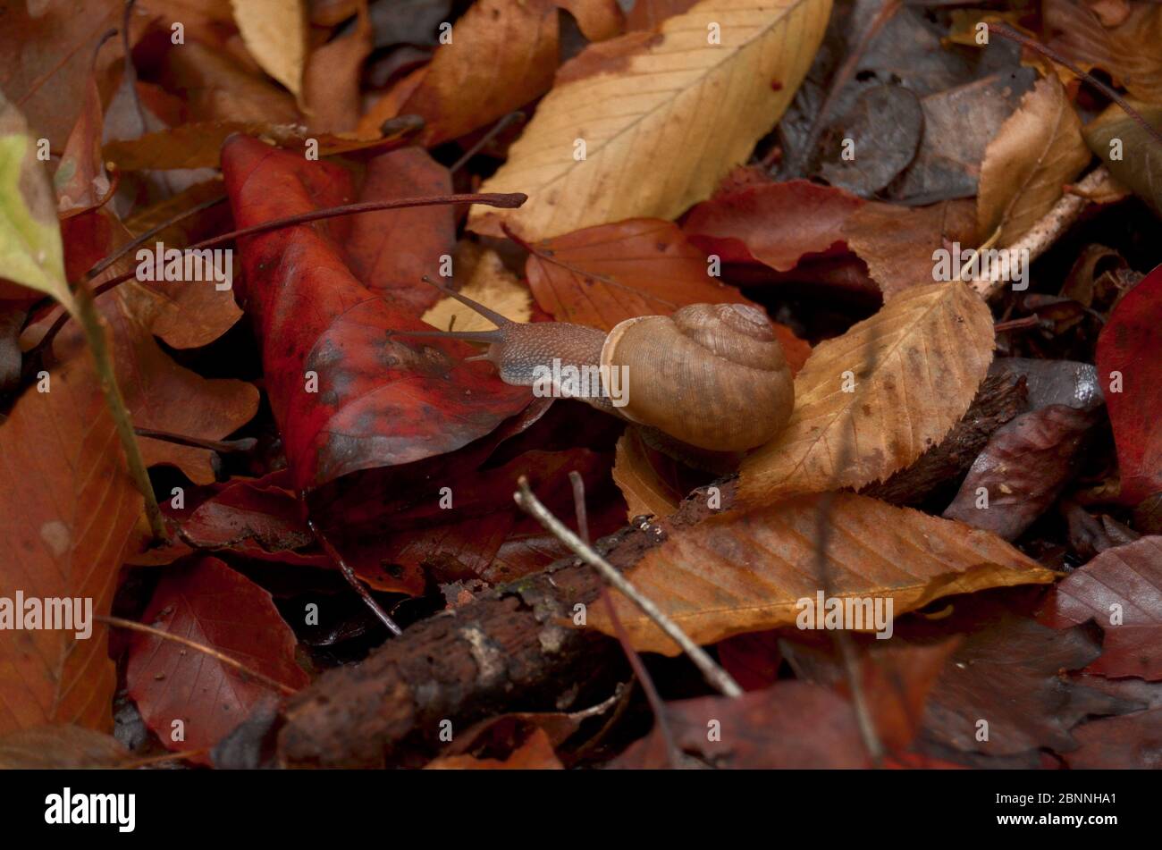 A snail in the leaves Stock Photo - Alamy