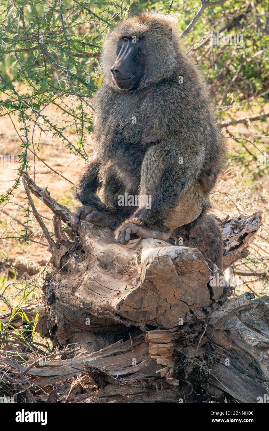 Male baboon hi-res stock photography and images - Alamy