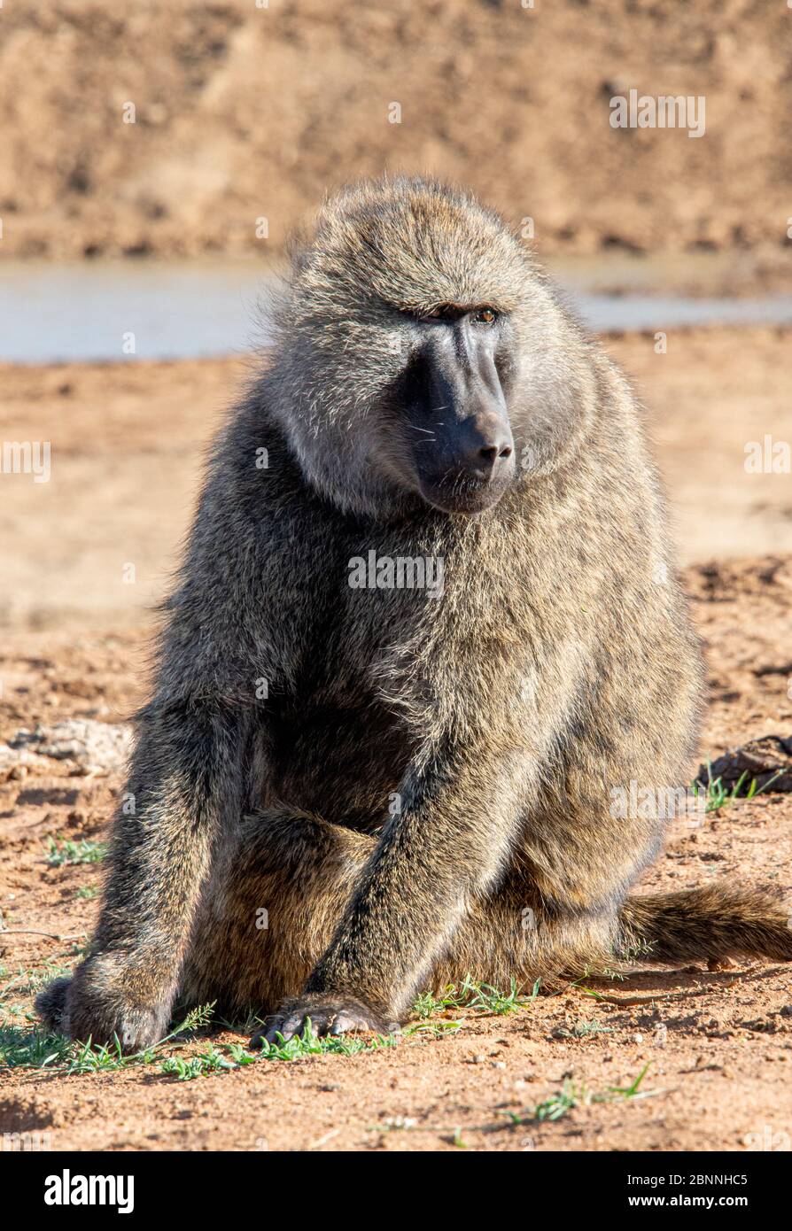 Male baboon hi-res stock photography and images - Alamy