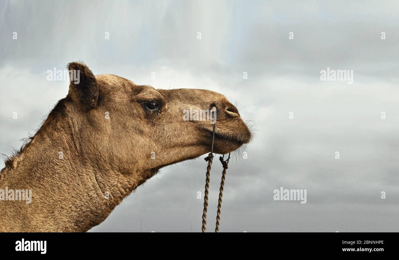 Beautiful picture of a camel at Clifton Karachi, Pakistan 21/09/2011 ...