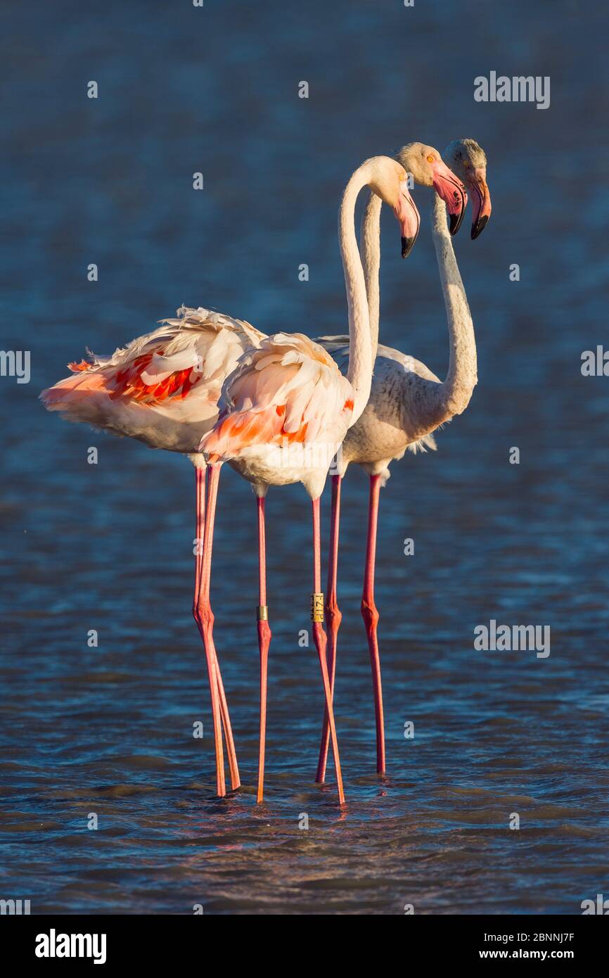 European Flamingo, Greater Flamingo, Phoenicopterus roseus, Saintes ...