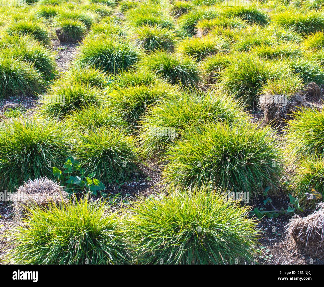 Clumping perennial plant hi-res stock photography and images - Alamy