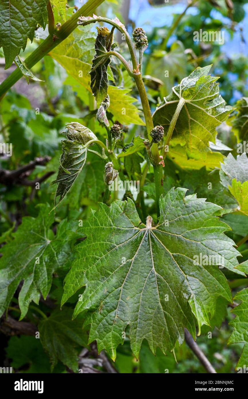 Damaged leaves and buds of a grape following frost Stock Photo - Alamy