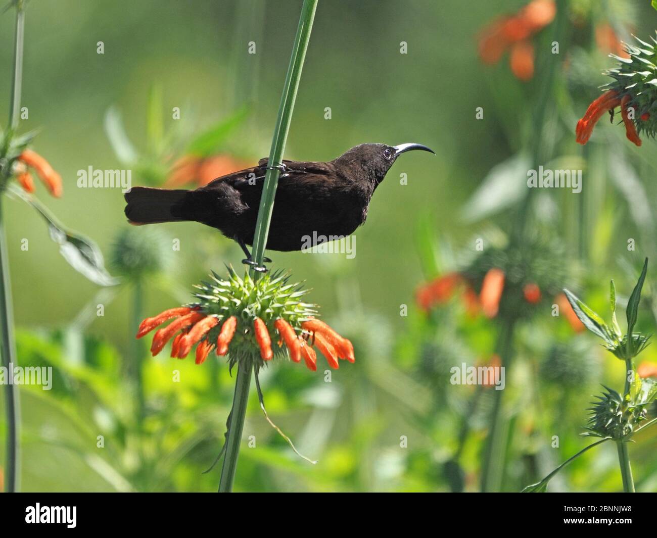 male acrobatic Amethyst Sunbird (Chalcomitra amethystina) feeding on ...