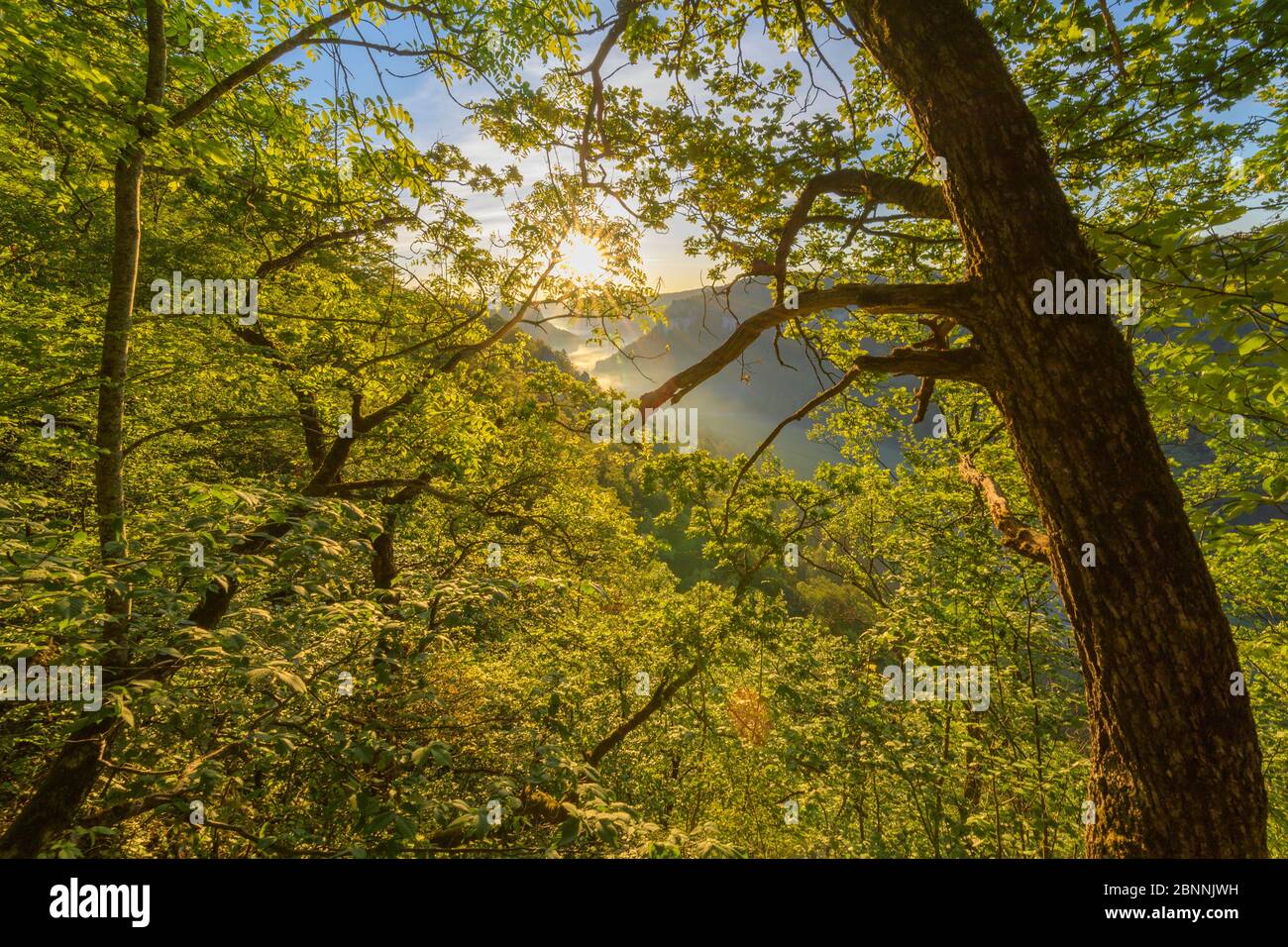 Forest at sunrise, Oberes Donautal (Upper Danube valley), Beuron ...