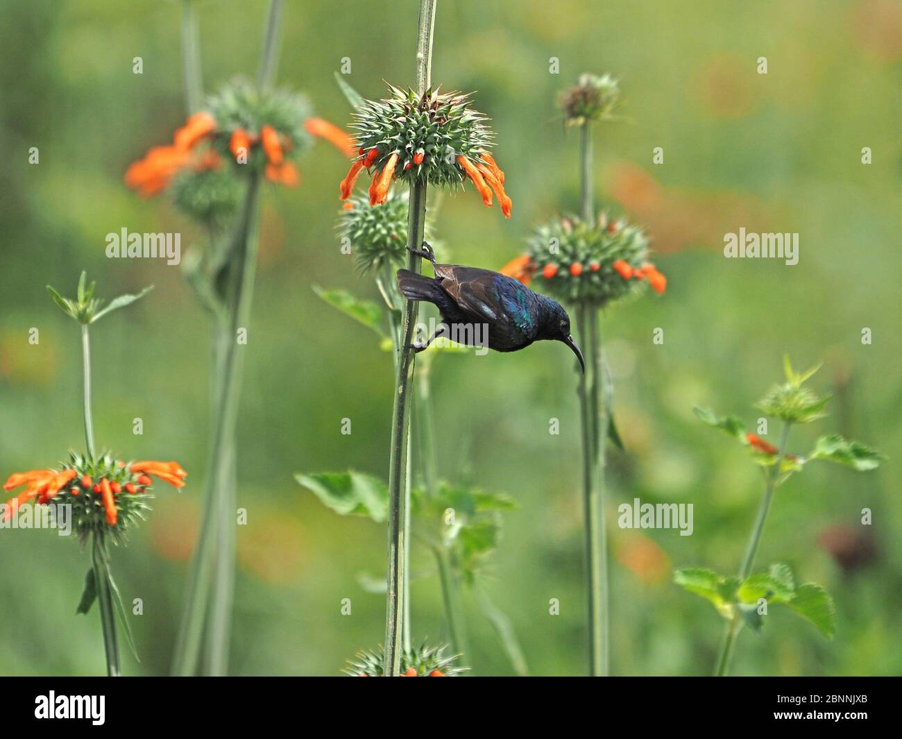 male Marico Sunbird ((Cinnyris mariquensis) feeding on orange nectar ...