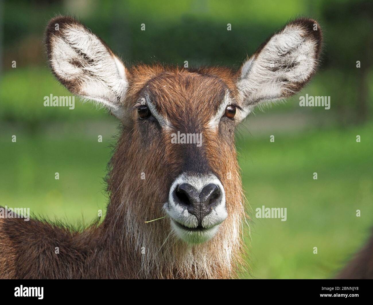 female Common Waterbuck (Kobus ellipsiprymnus) with thick shaggy fur ...