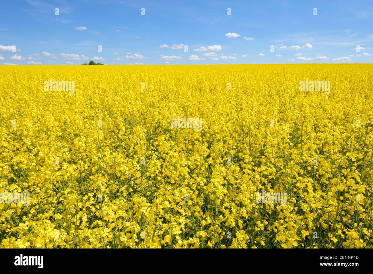 Canola field germany hi-res stock photography and images - Alamy