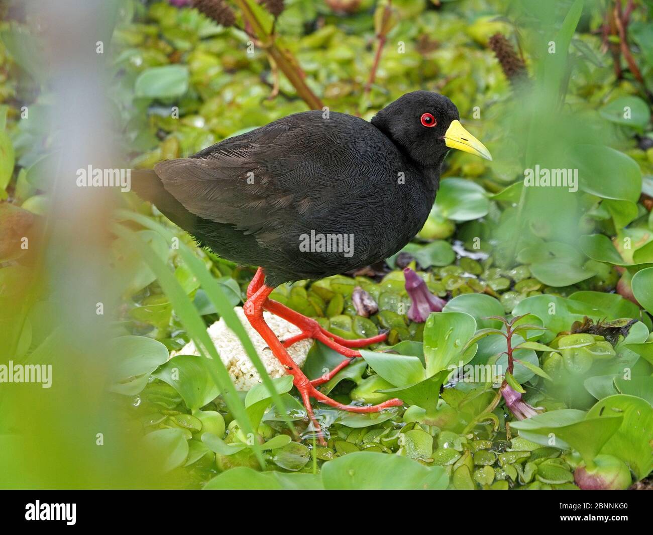 Black Crake (Amaurornis flavirostra) with yellow beak, red eye & black ...