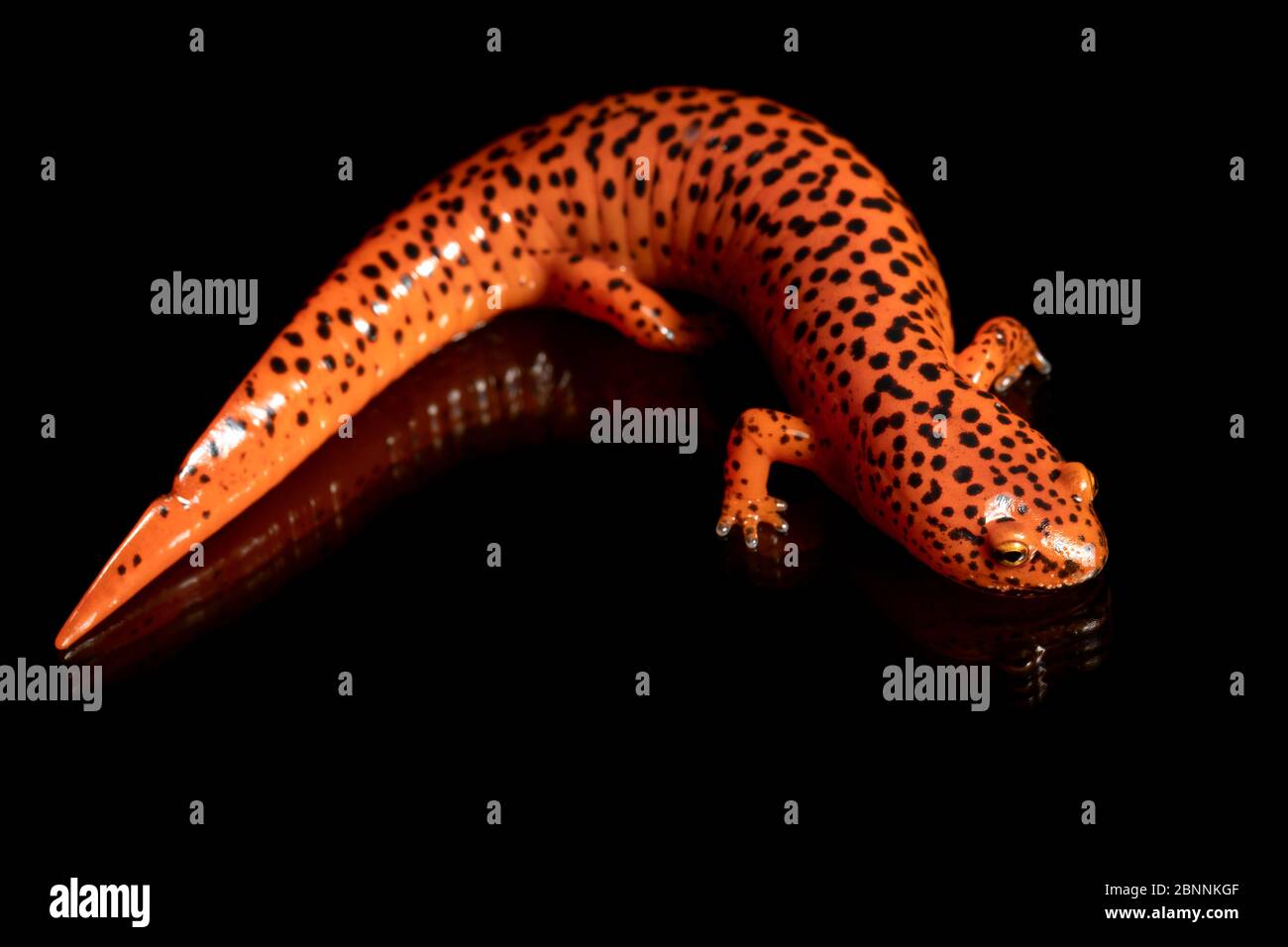 Blue spotted salamanders hi-res stock photography and images - Alamy