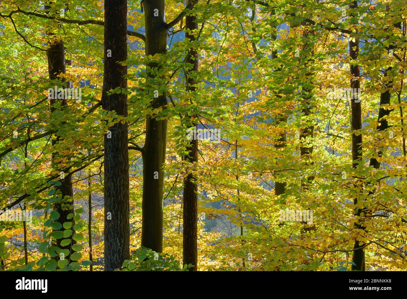 Colorful beech forest in autumn, Odenwald, Hesse, Germany Stock Photo ...