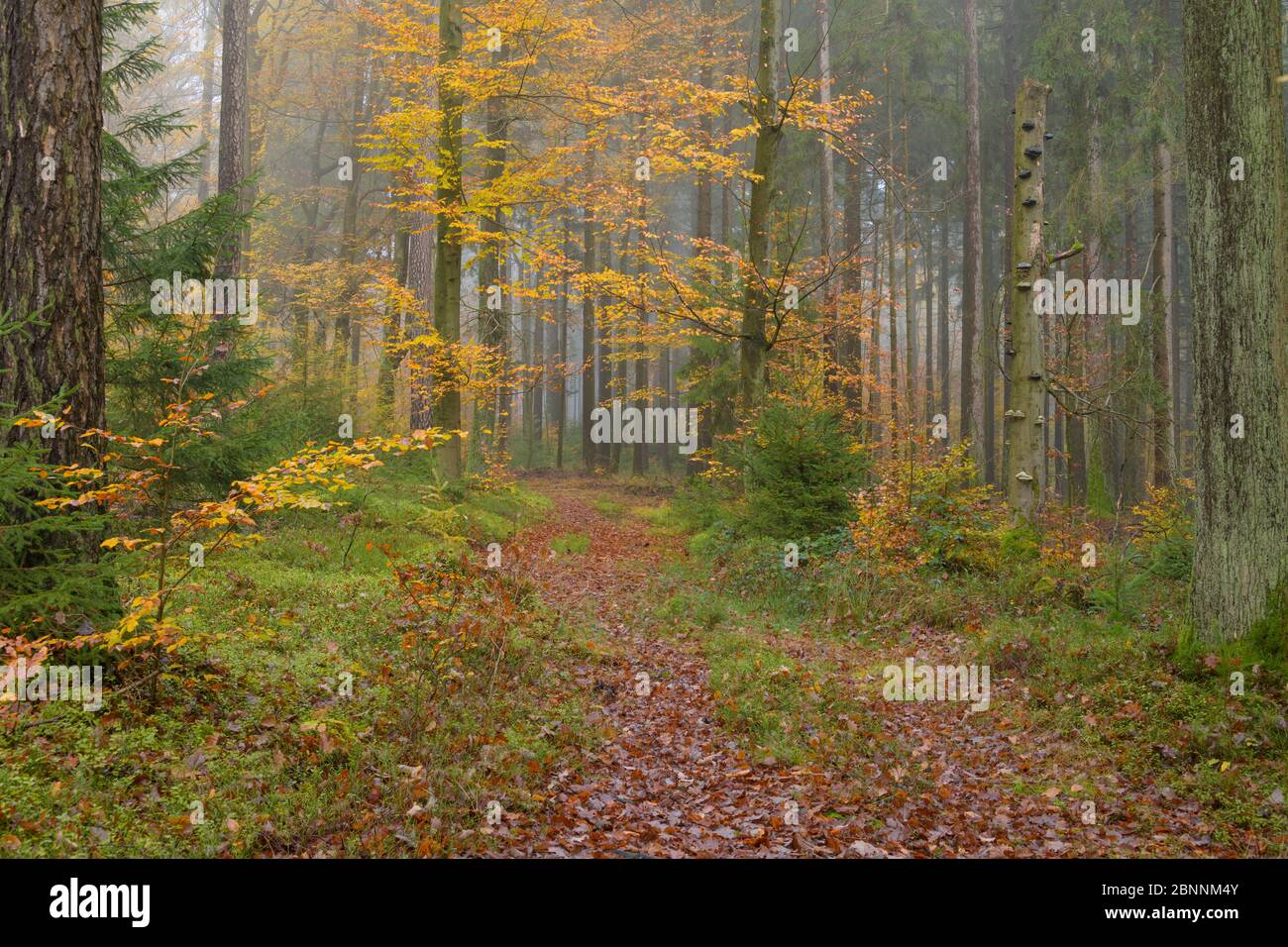 Deciduous forest with path in autumn, Spessart, Bavaria, Germany Stock ...