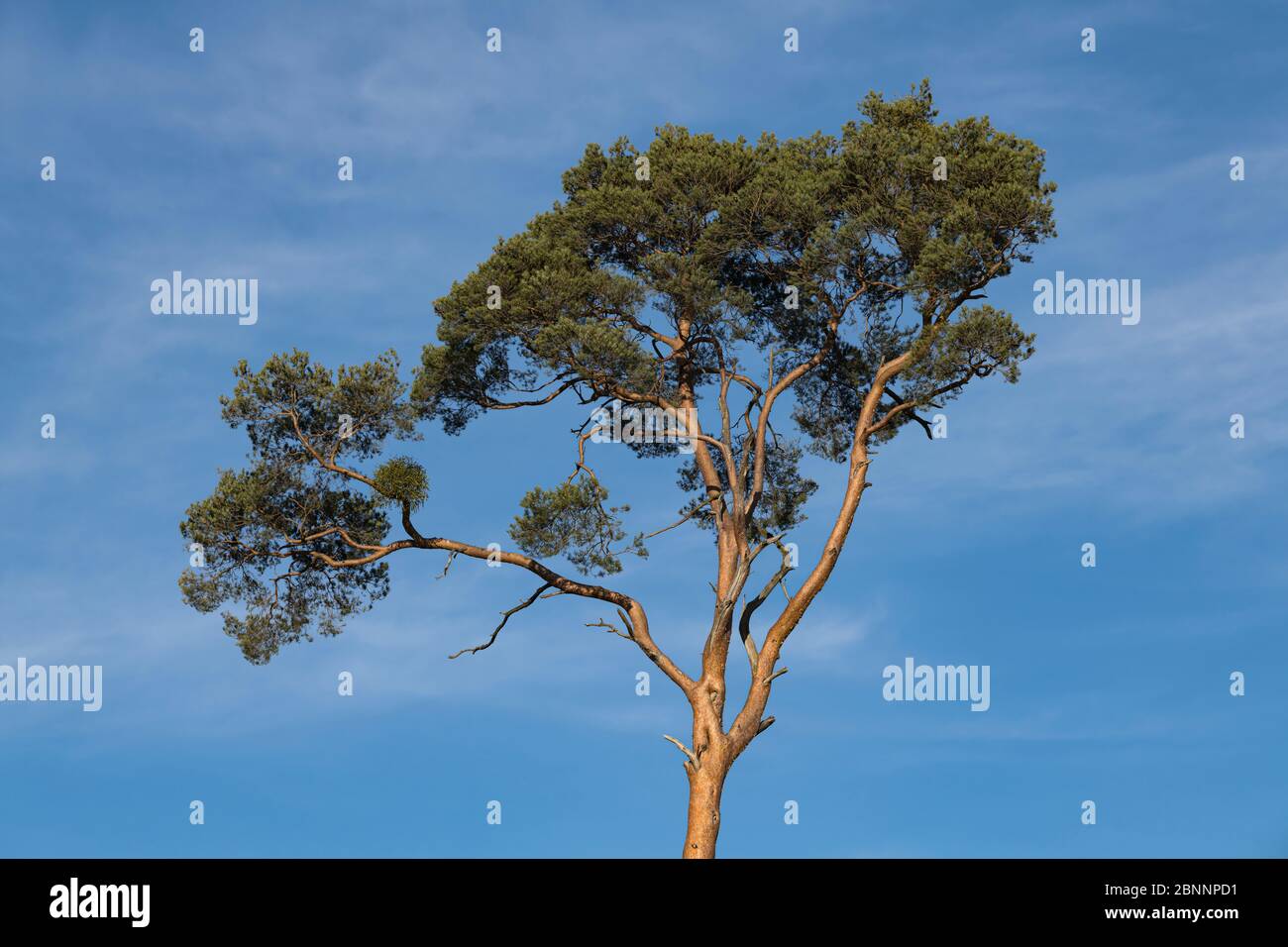 Pine Tree Diagram