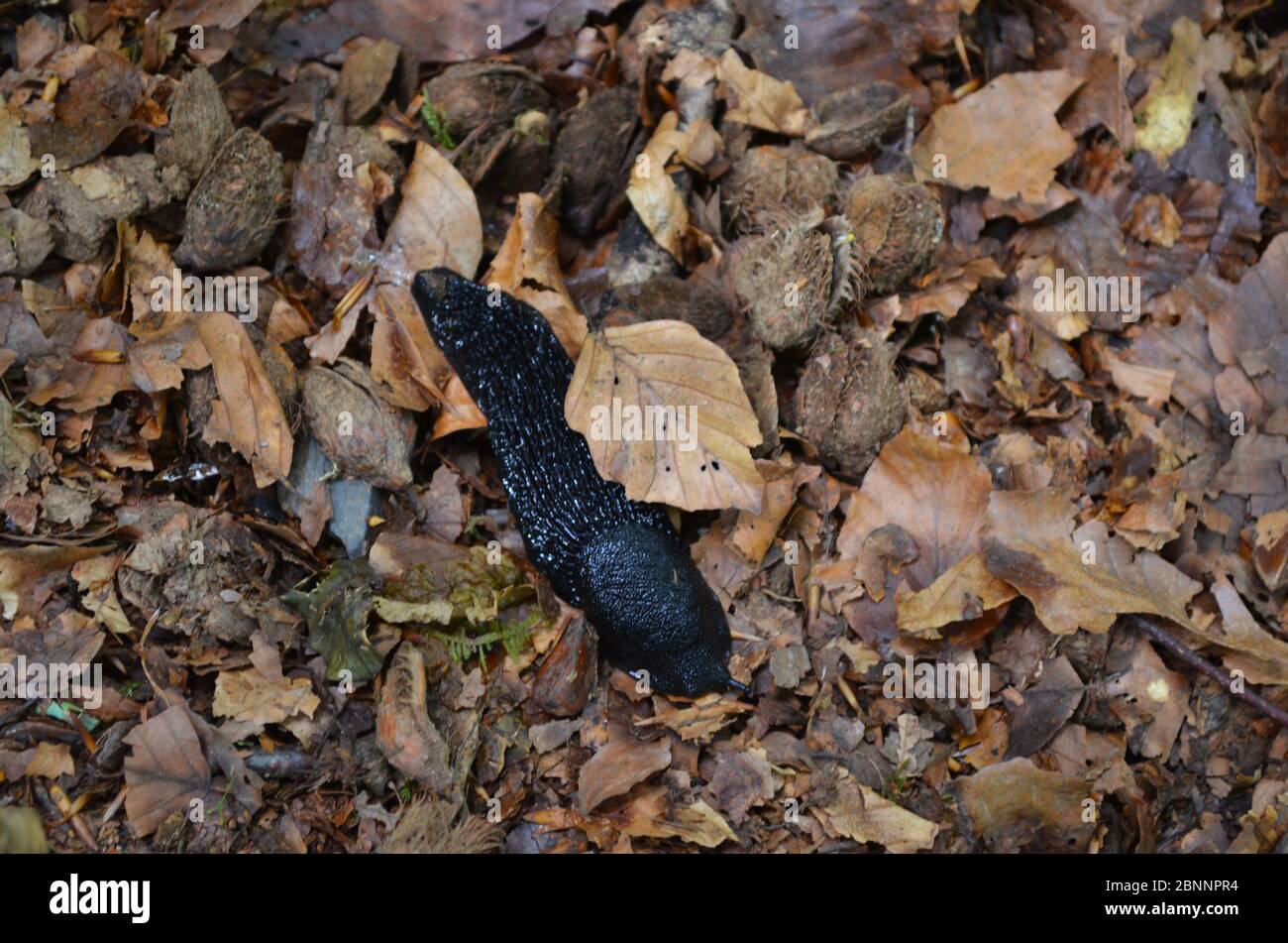 Slug vestigial shell hi-res stock photography and images - Alamy