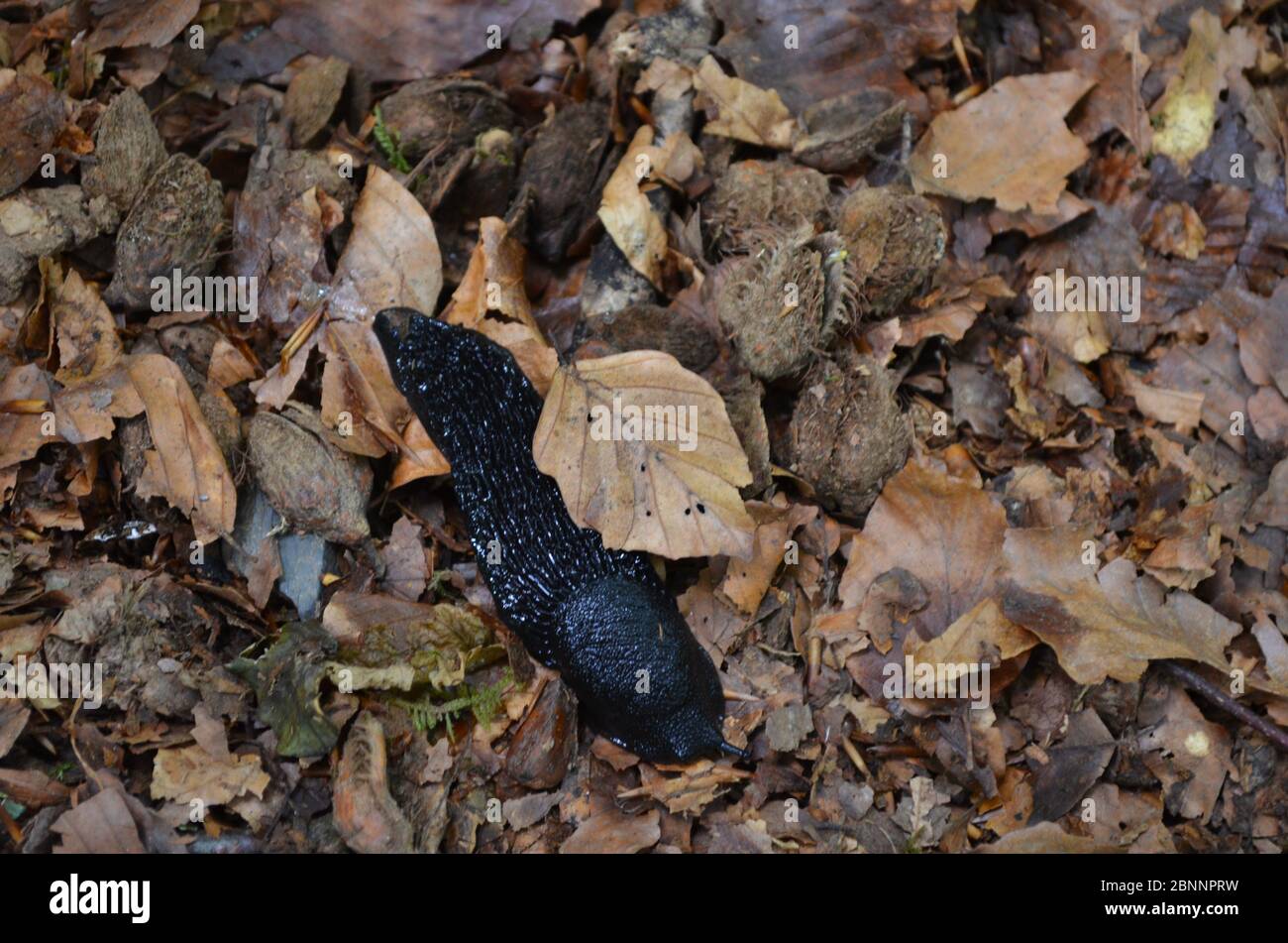 A slug in the ground of a beech forest in northern Navarre (Western ...