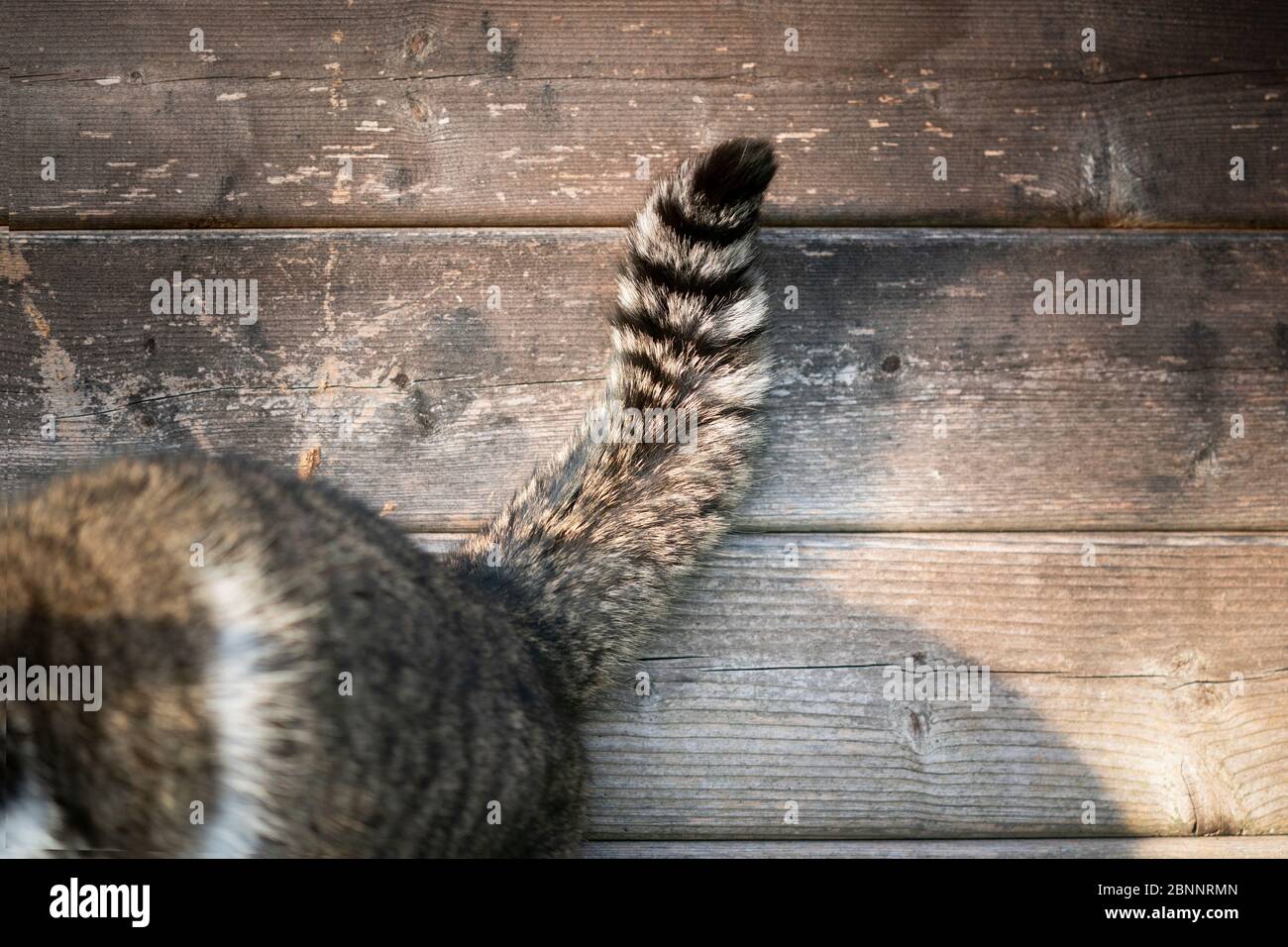 Fluffy tail hi-res stock photography and images - Alamy