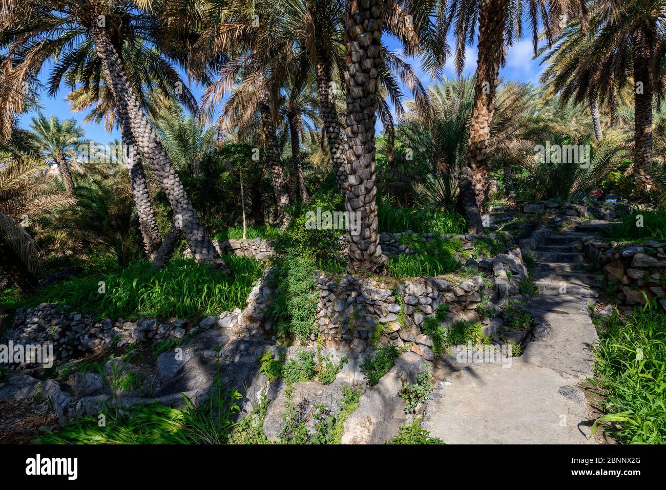 Grove, garden, terrace garden, dates, date palms, date plantation Stock ...
