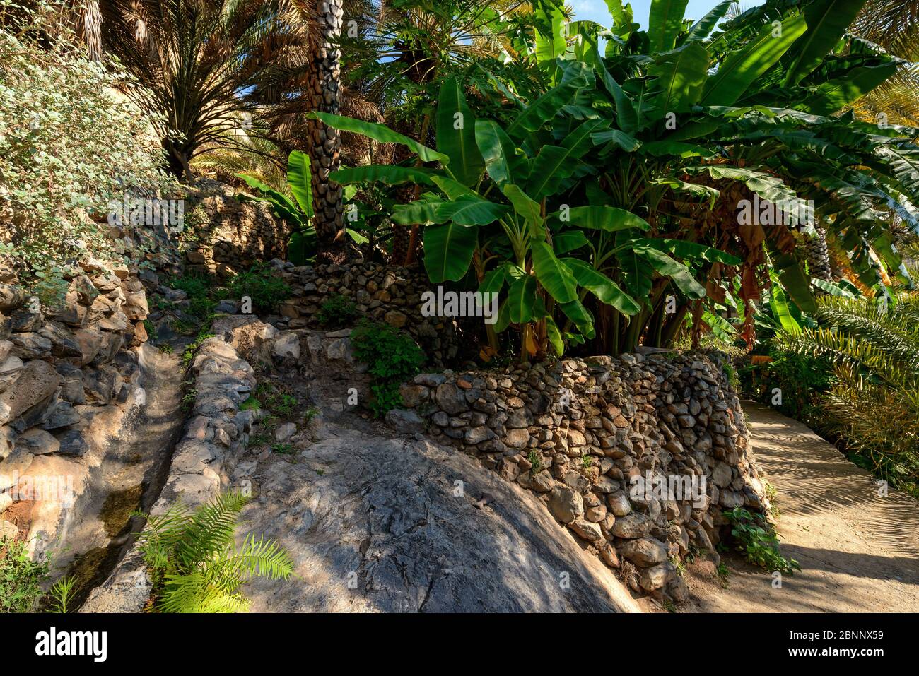 Grove, garden, terrace garden, dates, date palms, date plantation Stock ...