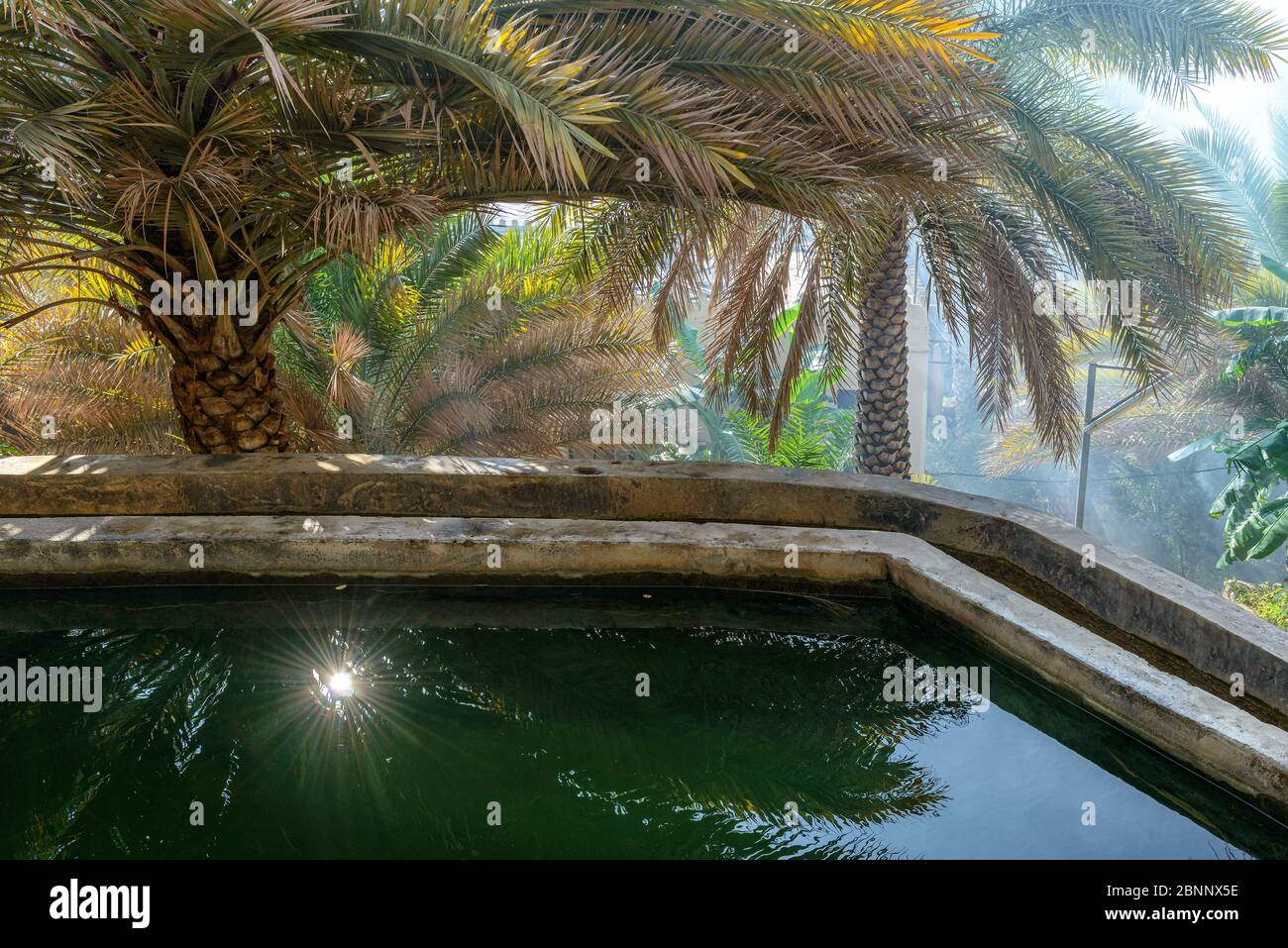 Grove, garden, terrace garden, dates, date palms, date plantation Stock ...