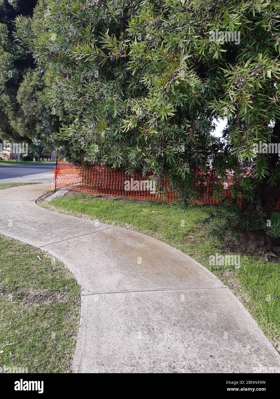 Tree growing over the footpath Stock Photo - Alamy