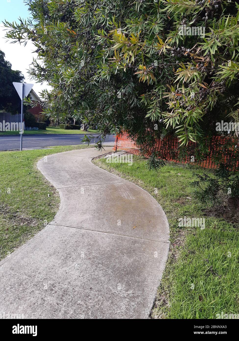 Tree growing over the footpath Stock Photo - Alamy