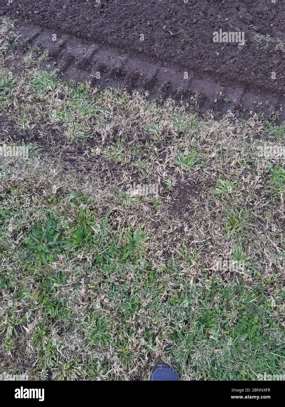 Destroyed lawn by a truck and very bad job of fixing its. Truck Tyre ...