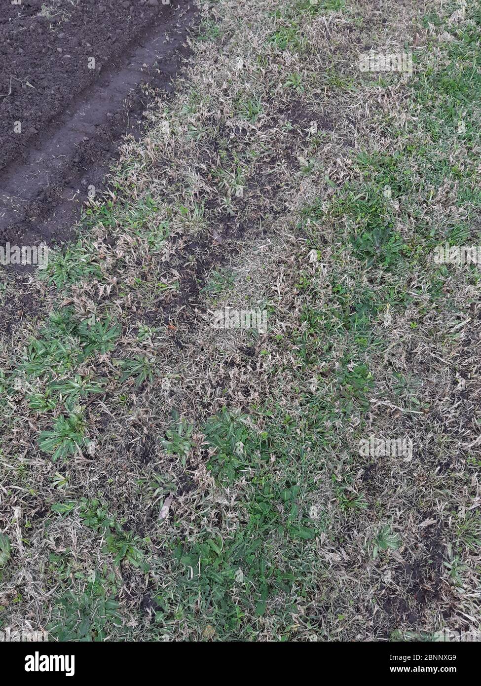 Destroyed lawn by a truck and very bad job of fixing its. Truck Tyre ...