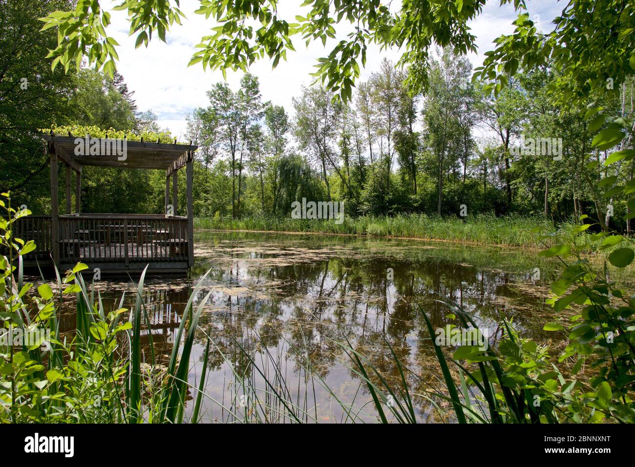 Landscape - the scenery of pond with a wooden viewing platform Stock ...