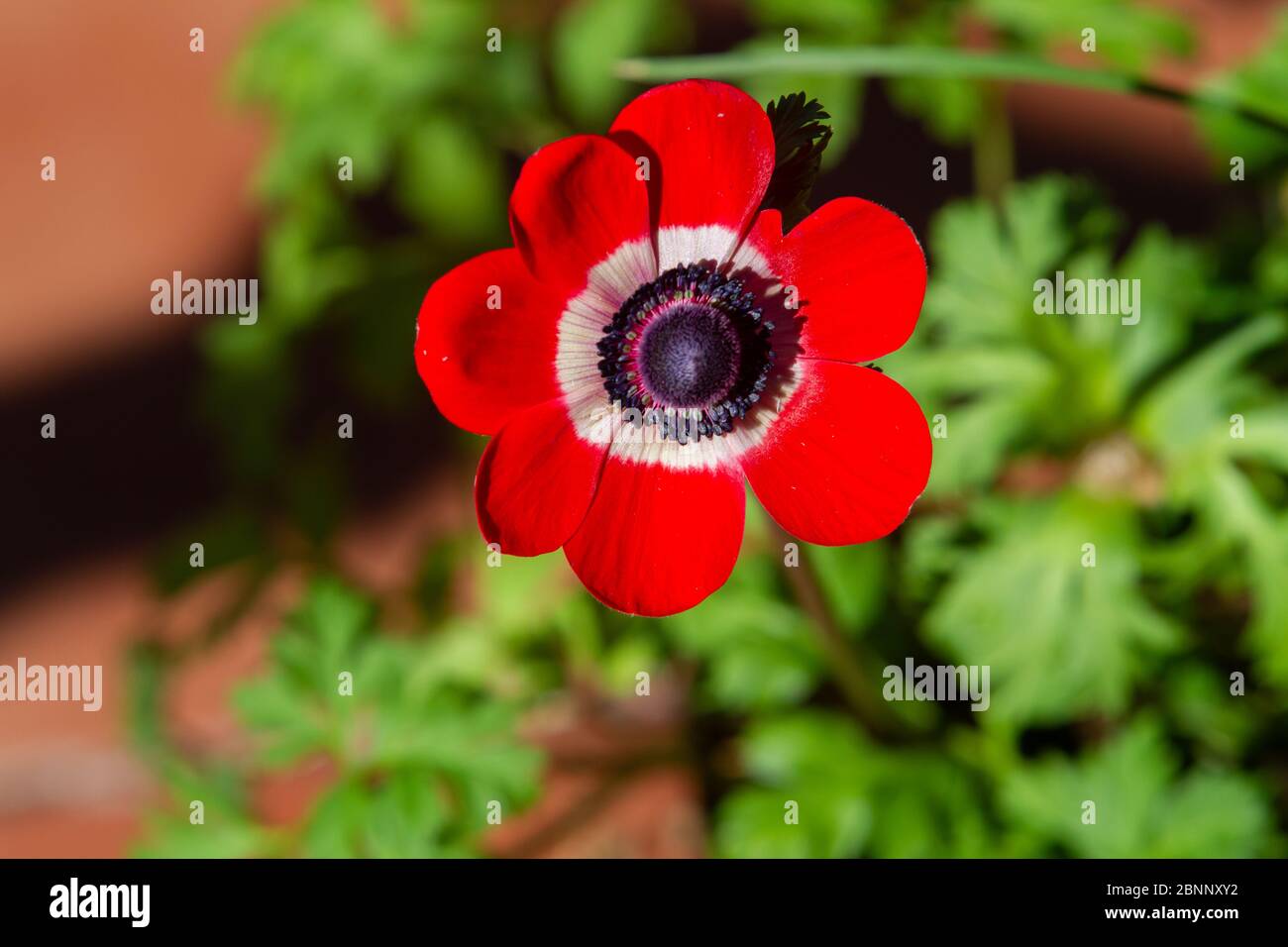 Red anemone coronaria, known as the poppy anemone, Spanish marigold, or ...
