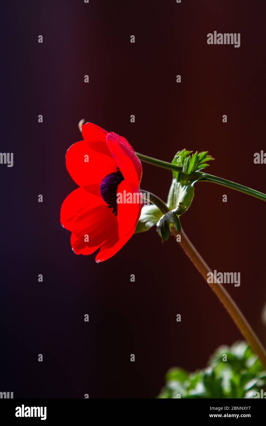 Red anemone coronaria, known as the poppy anemone, Spanish marigold, or ...