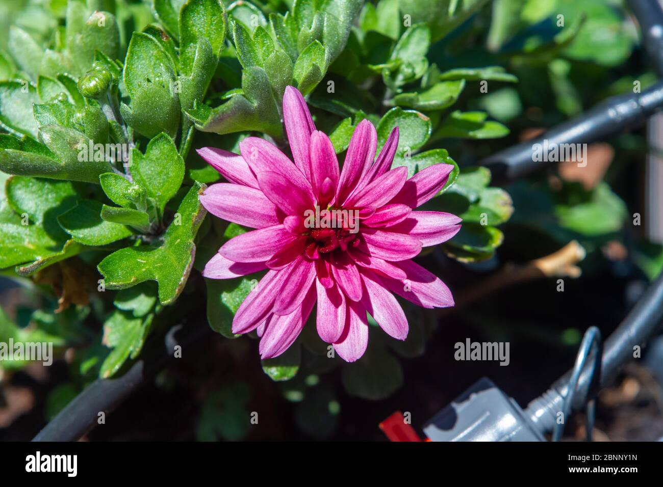 Red chrysanthemums flowering plants, also known as mums or chrysanths ...