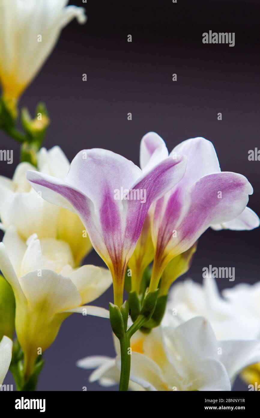 Violet and white freesia flowering plants on terrace pots, in natural ...