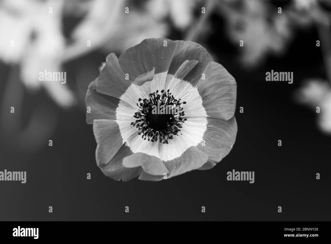 Red anemone coronaria, known as the poppy anemone, Spanish marigold, or ...