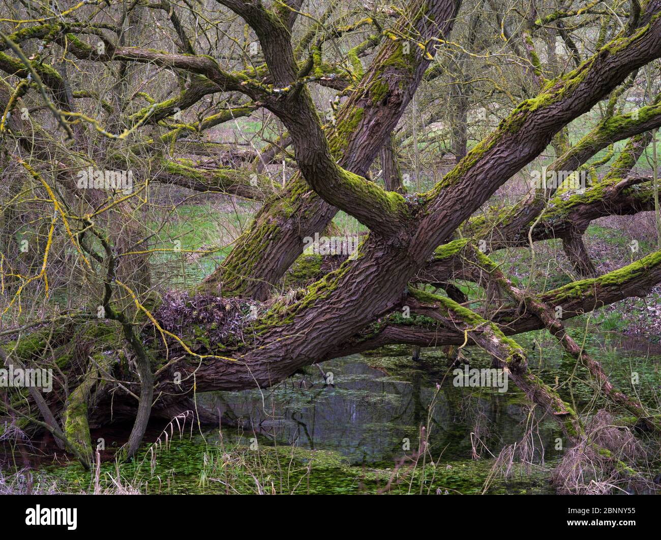 Reinhardswald Nature Park, Hesse Stock Photo - Alamy