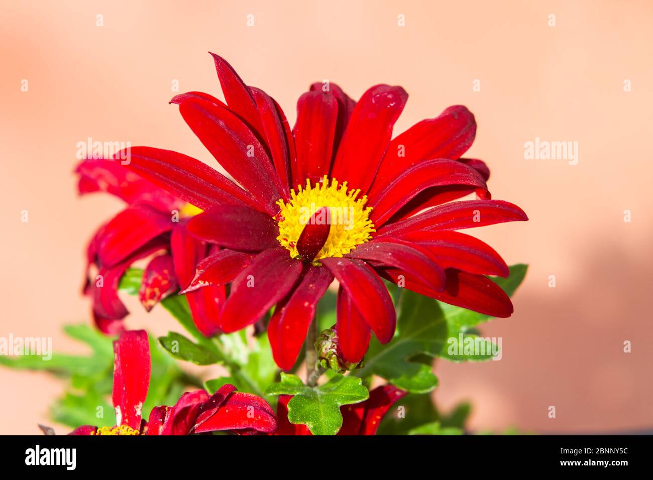 Red chrysanthemums flowering plants, also known as mums or chrysanths ...
