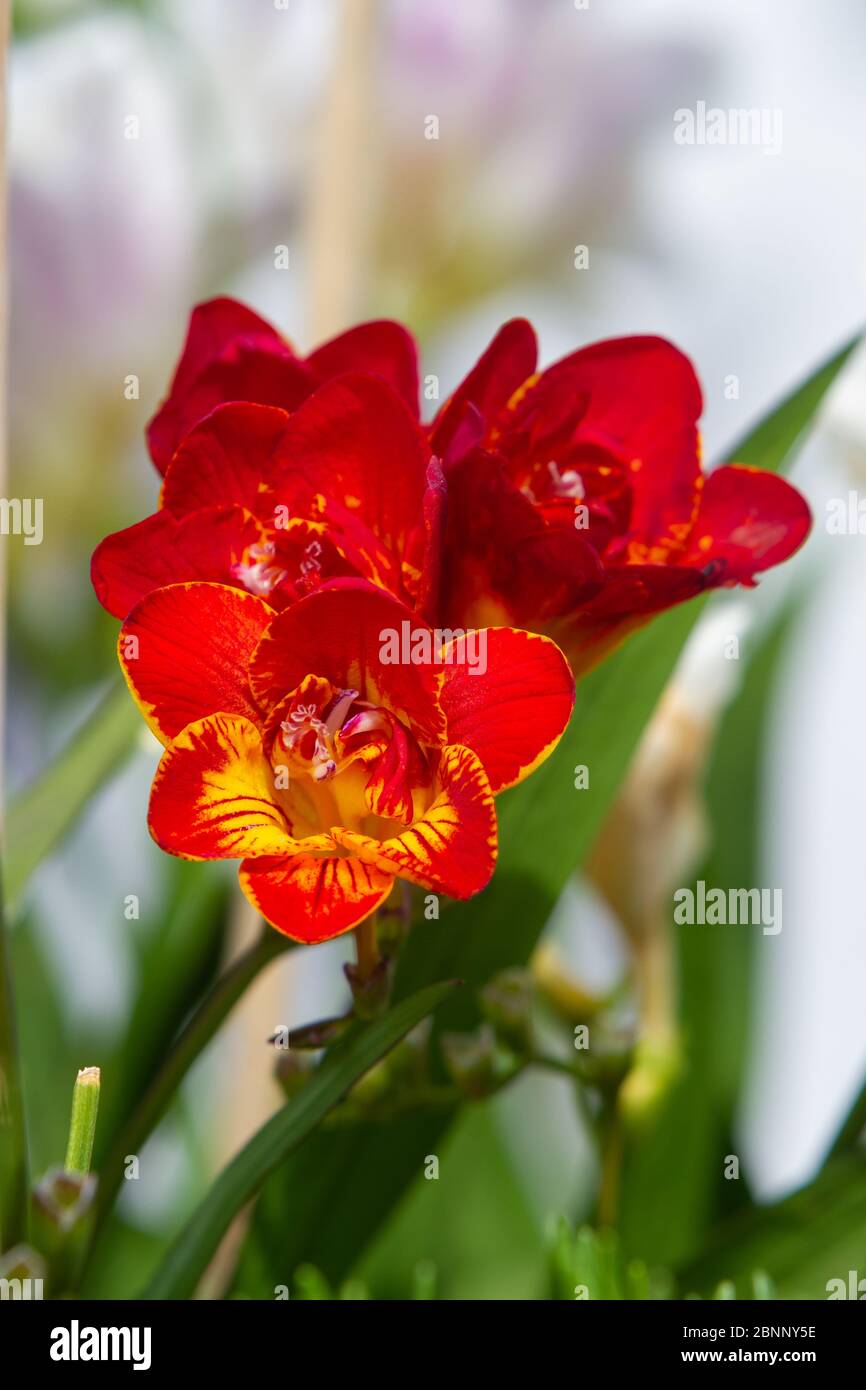 Red freesia flowering plants on terrace pots, in natural light Stock ...