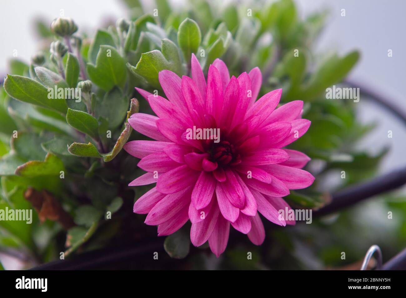 Red violet chrysanthemums flowering plants, also known as mums or ...