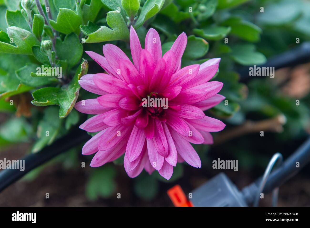 Red violet chrysanthemums flowering plants, also known as mums or ...
