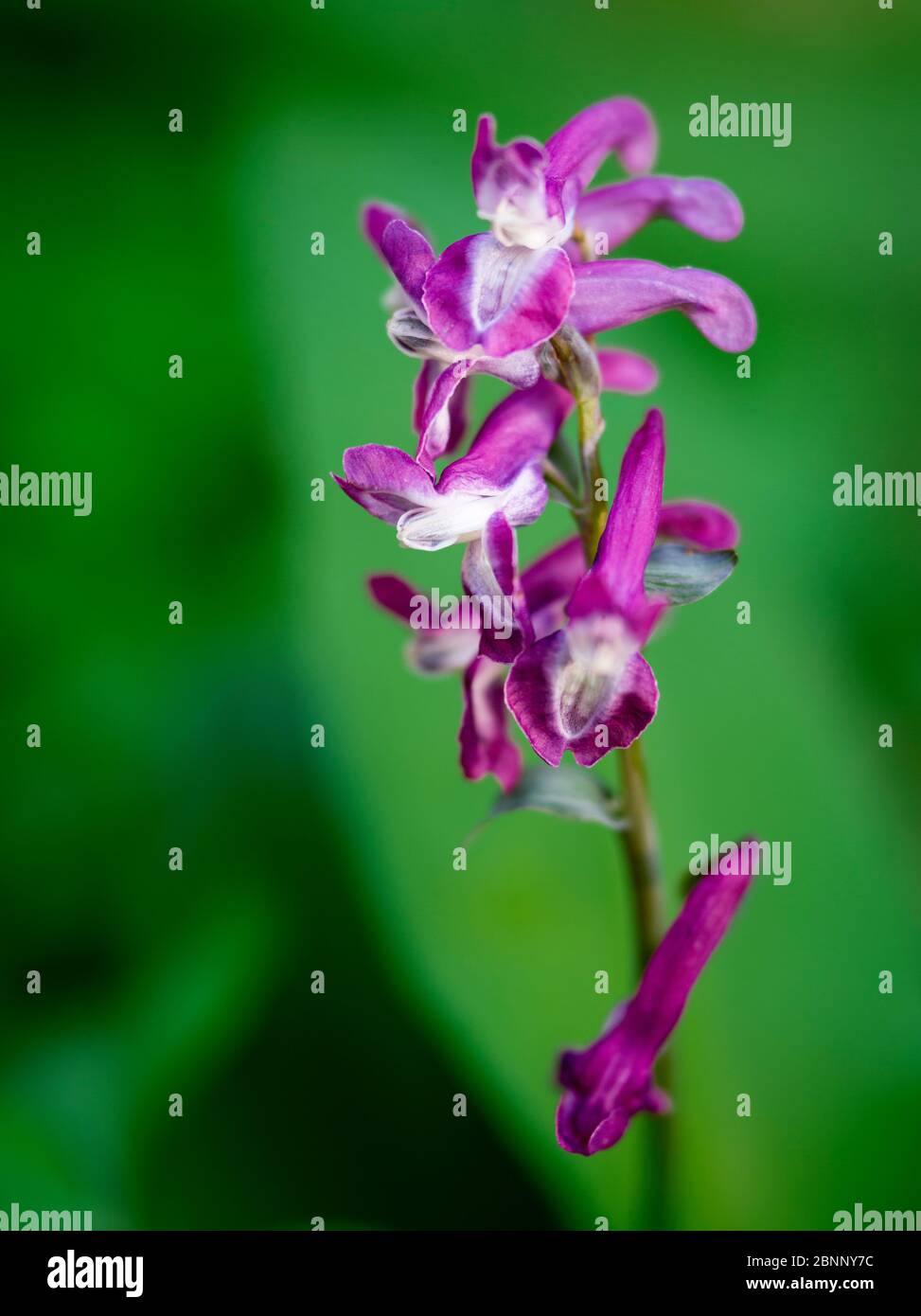 Tree lark hi-res stock photography and images - Alamy