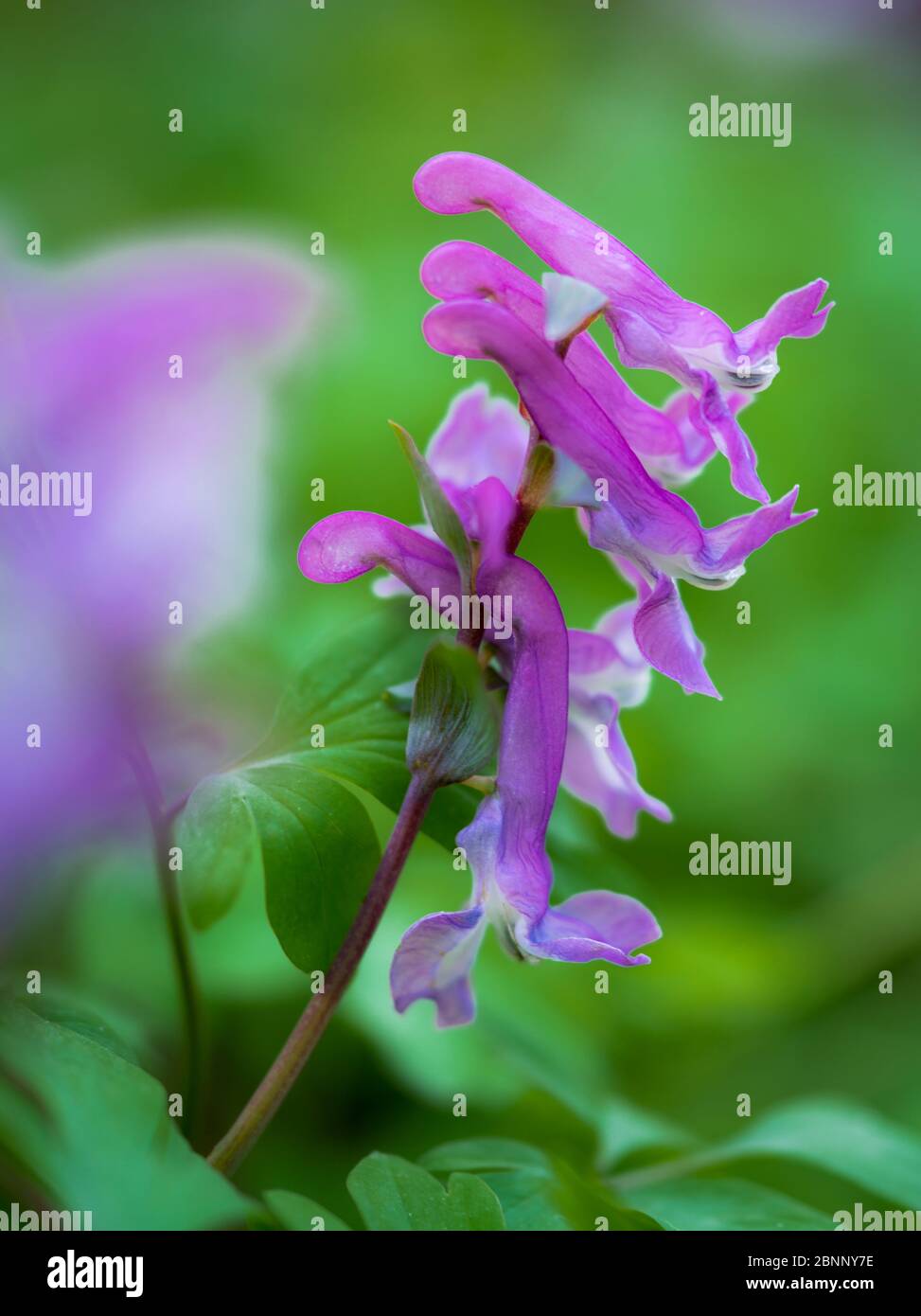 Lark tree hi-res stock photography and images - Alamy