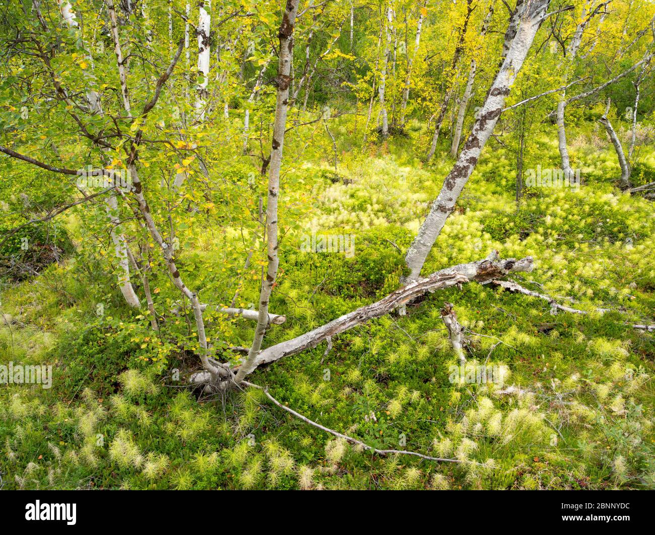 Autumn in Abisco National Park, Sweden Stock Photo - Alamy