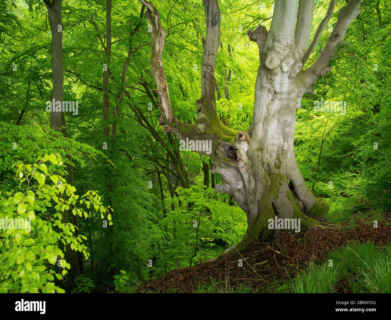 Reinhardswald Nature Park, Hesse Stock Photo - Alamy