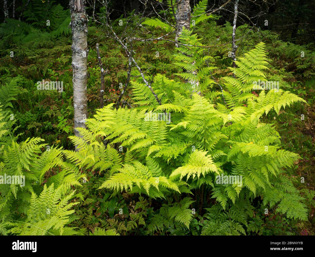 Island fern plant hi-res stock photography and images - Alamy