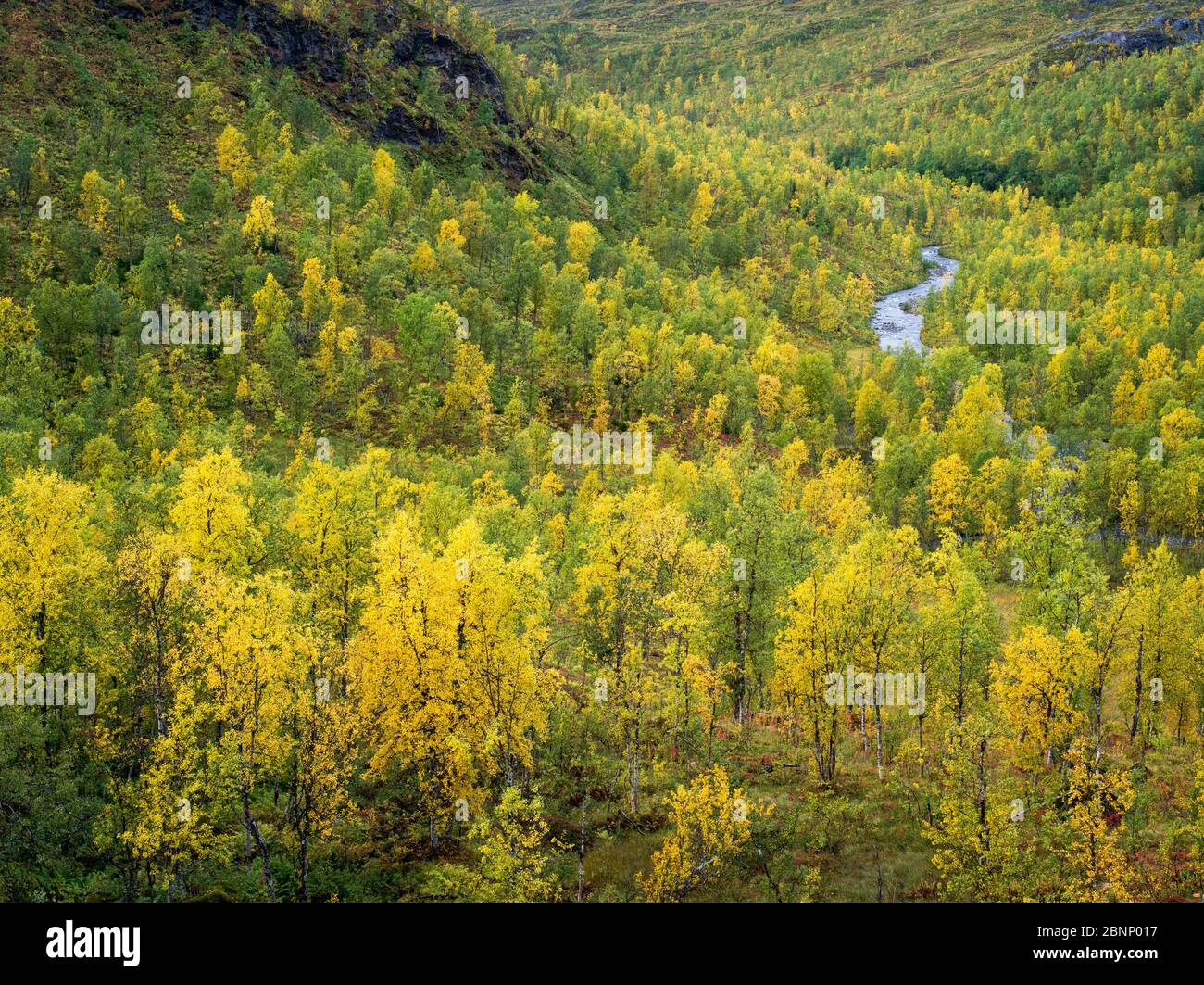 Autumn colors, Senja island, Norway Stock Photo - Alamy