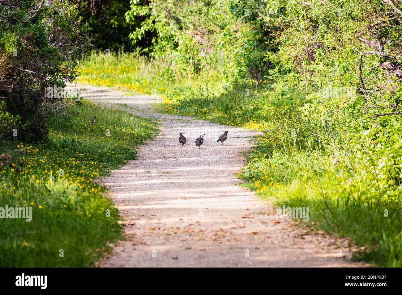 Three California Quail (Callipepla californica) birds walking down a ...